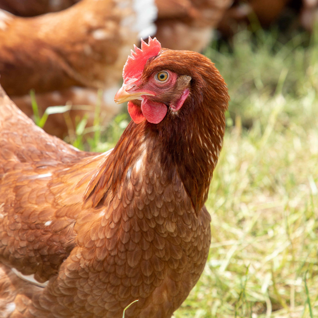 Olliff Farm - Pullet 16 - 18 Weeks old.